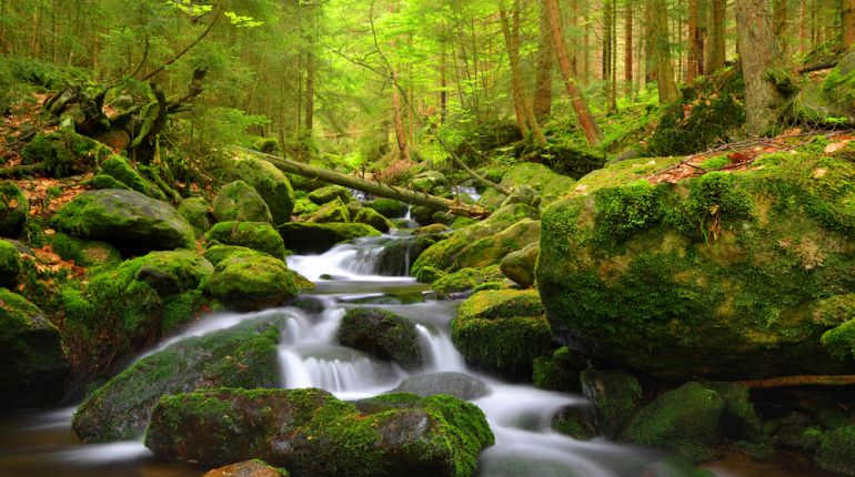 Může čistá příroda nabídnout pracovní příležitosti? - Flowee