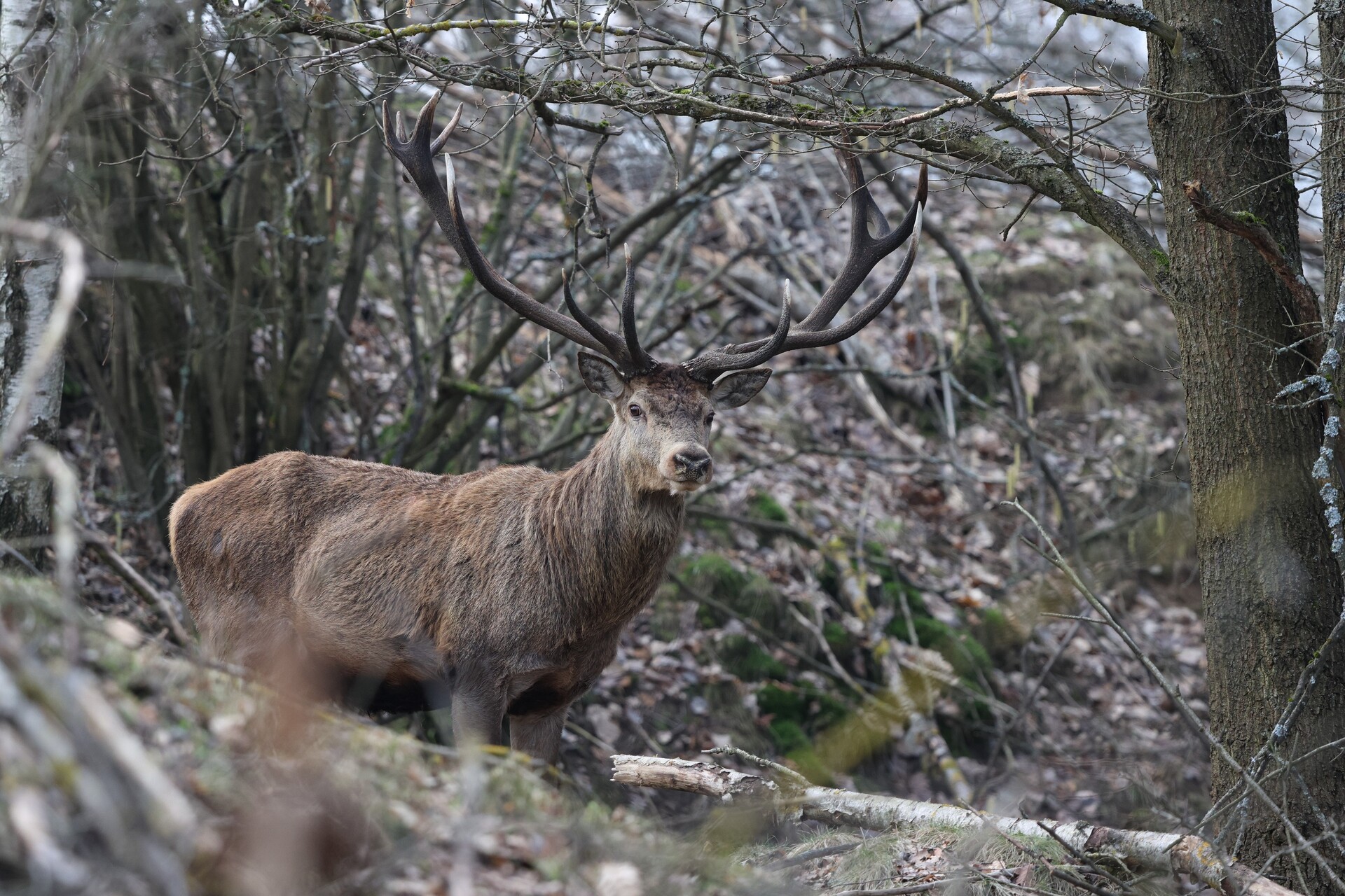 Druhá největší obora v Česku slaví čtvrt století - Flowee