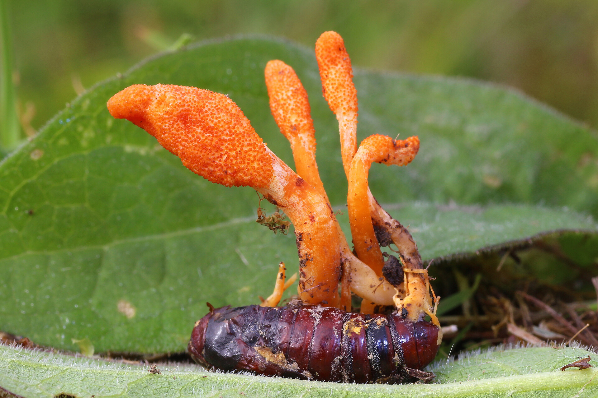 Cordyceps se v čínské medicíně používá stovky let, do západní medicíny ...