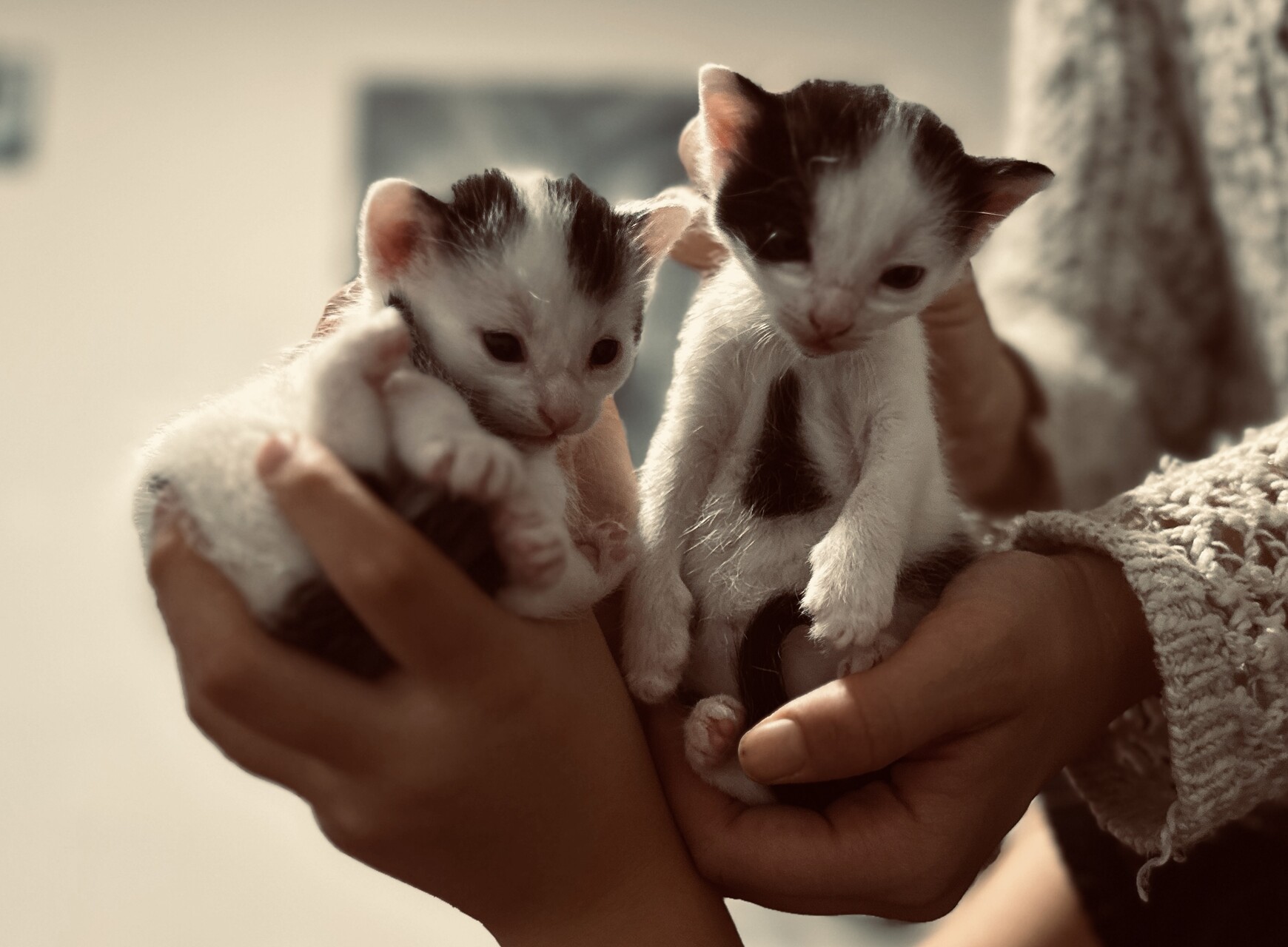 O koťátkách a lidech: Tři kočky a jeden pohřeb - Flowee