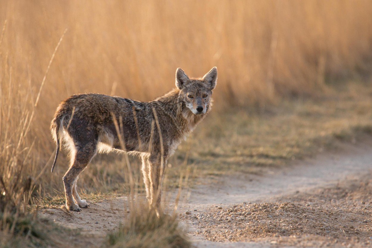 Kojoti se stahují do měst. Jde o zabijáky, nebo je to pověra? - Flowee