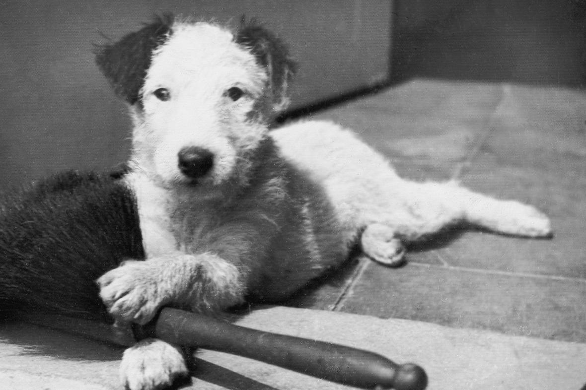 Dášeňka a ztracený pes Barbry Streissandové - Flowee