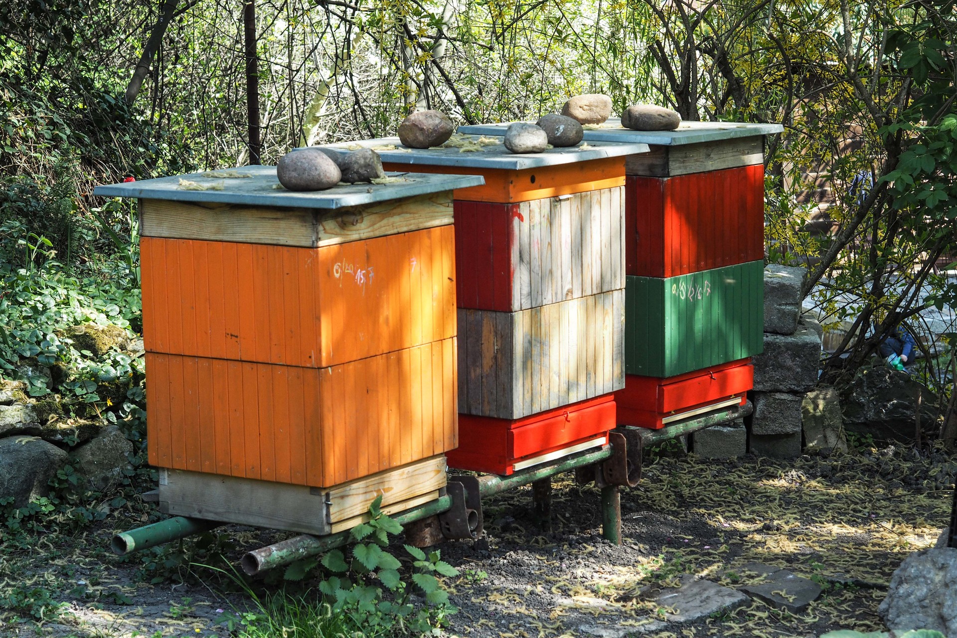 Praha má nejlepší med v Čechách, říkají hradčanské včelařky - Flowee