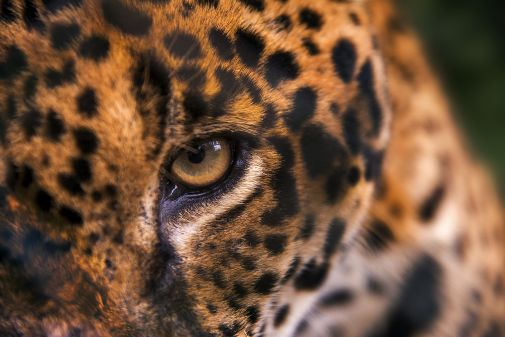 Období od 22. 7. – 3. 8. 2017: Ix (Jaguár) - Flowee